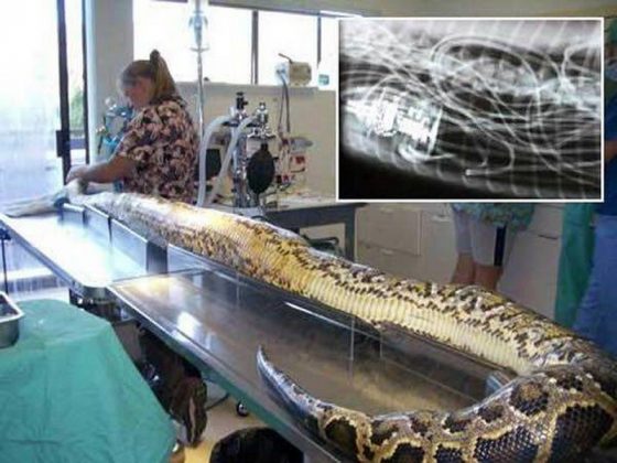 Top 12 des trucs incroyables avalés par des serpents – homenal