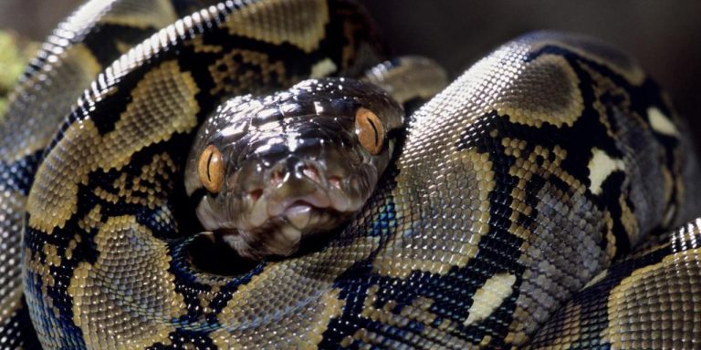 Top 12 des trucs incroyables avalés par des serpents – homenal