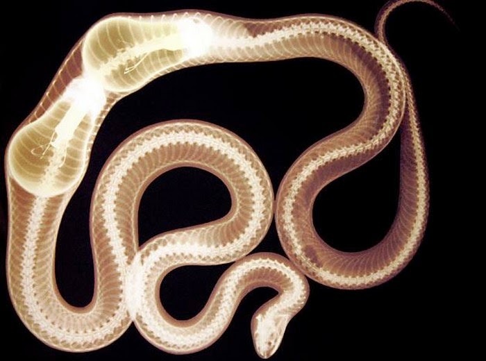 Top 12 des trucs incroyables avalés par des serpents – Page 9 – homenal