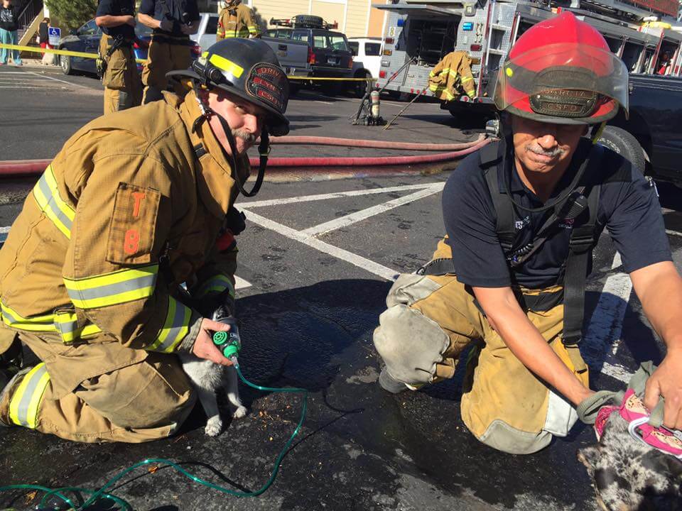Des pompiers croient sauver des chiots d’un égout et ont la surprise de ...