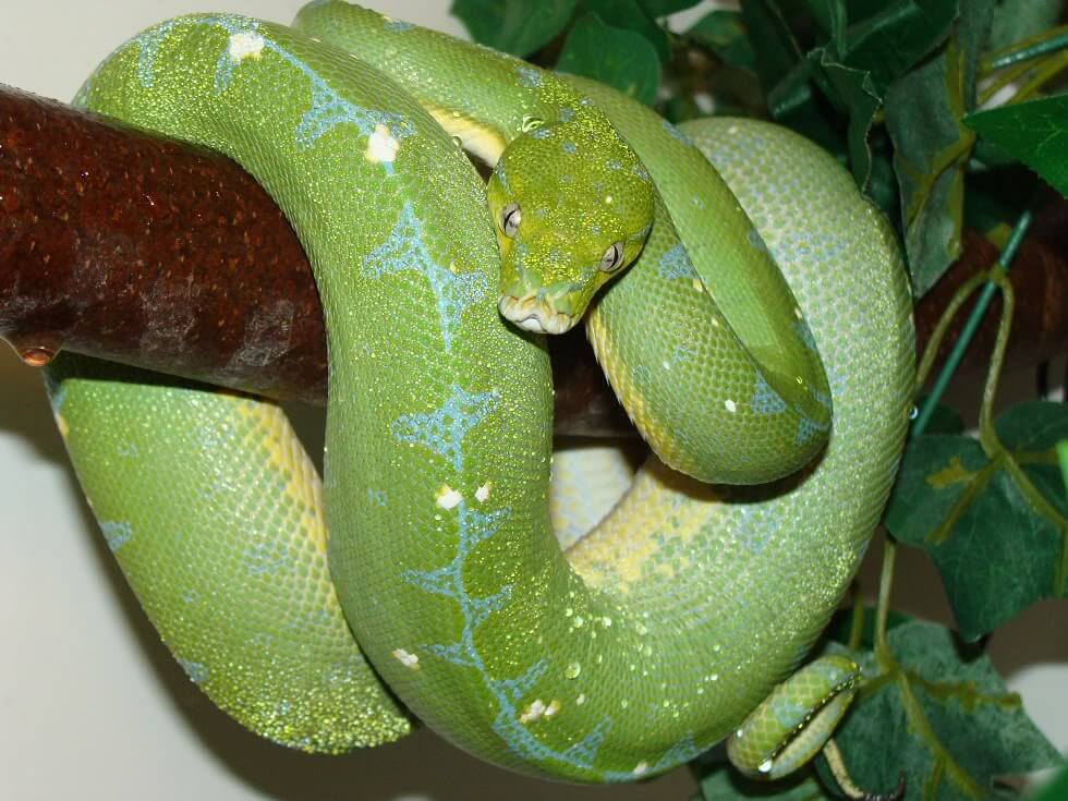 Les 10 plus beaux serpents du monde – Page 11 – homenal