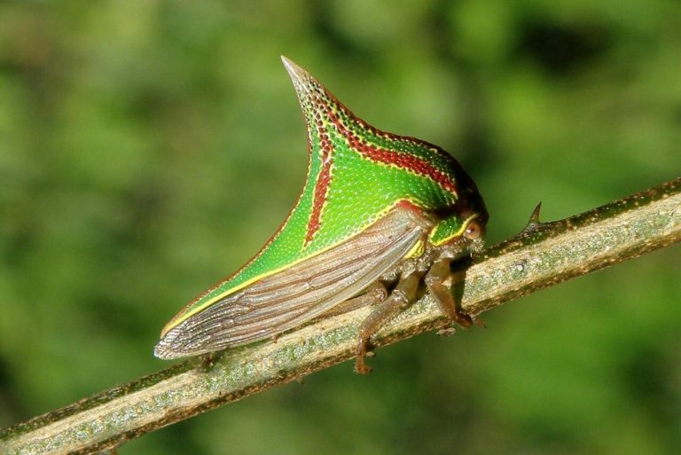 Les 20 insectes les plus étranges du monde – homenal